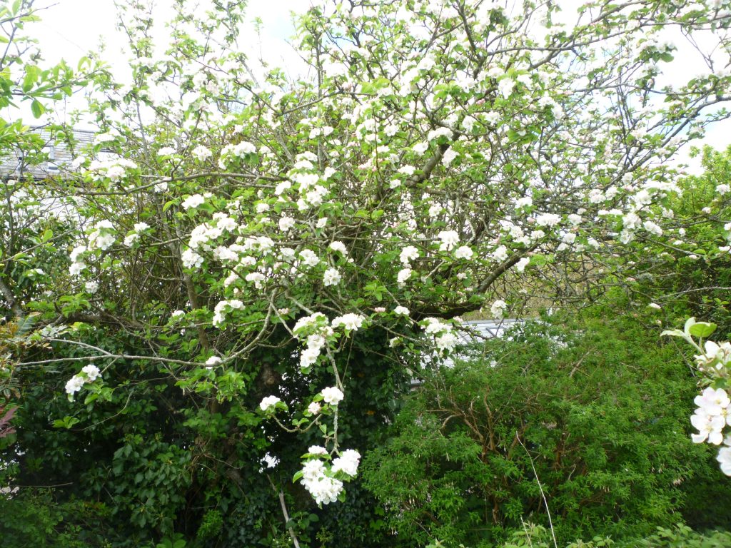 Post 46 The Trees of Life – Forward To The Past